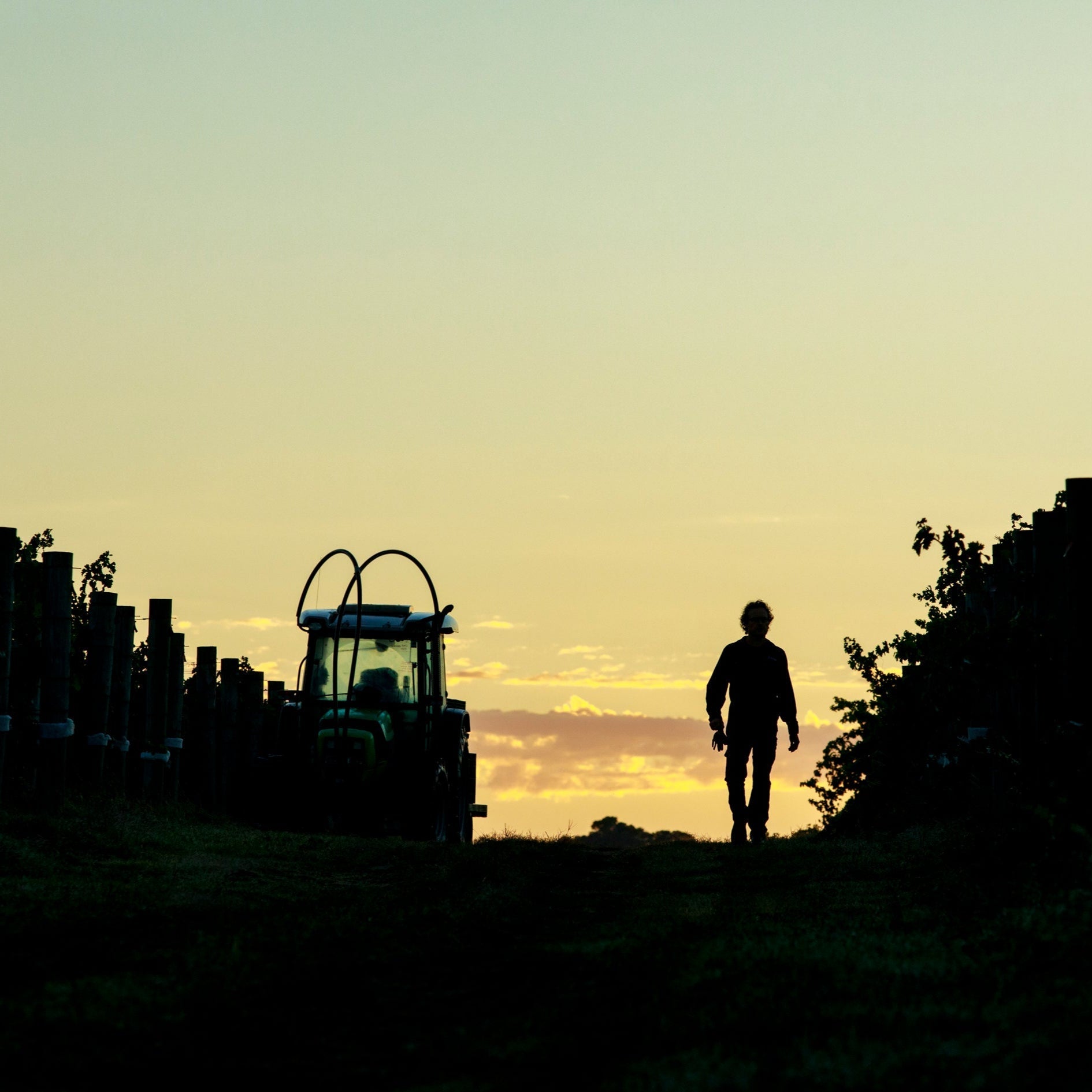 2025 Vintage Update- Vineyard – Juniper Estate