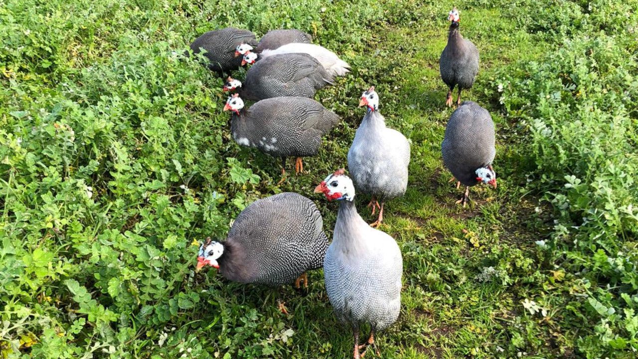 Home on the Range – Juniper Estate