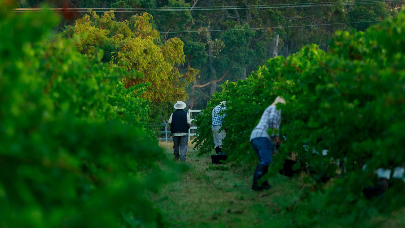 Vintage report 2023 – Juniper Estate