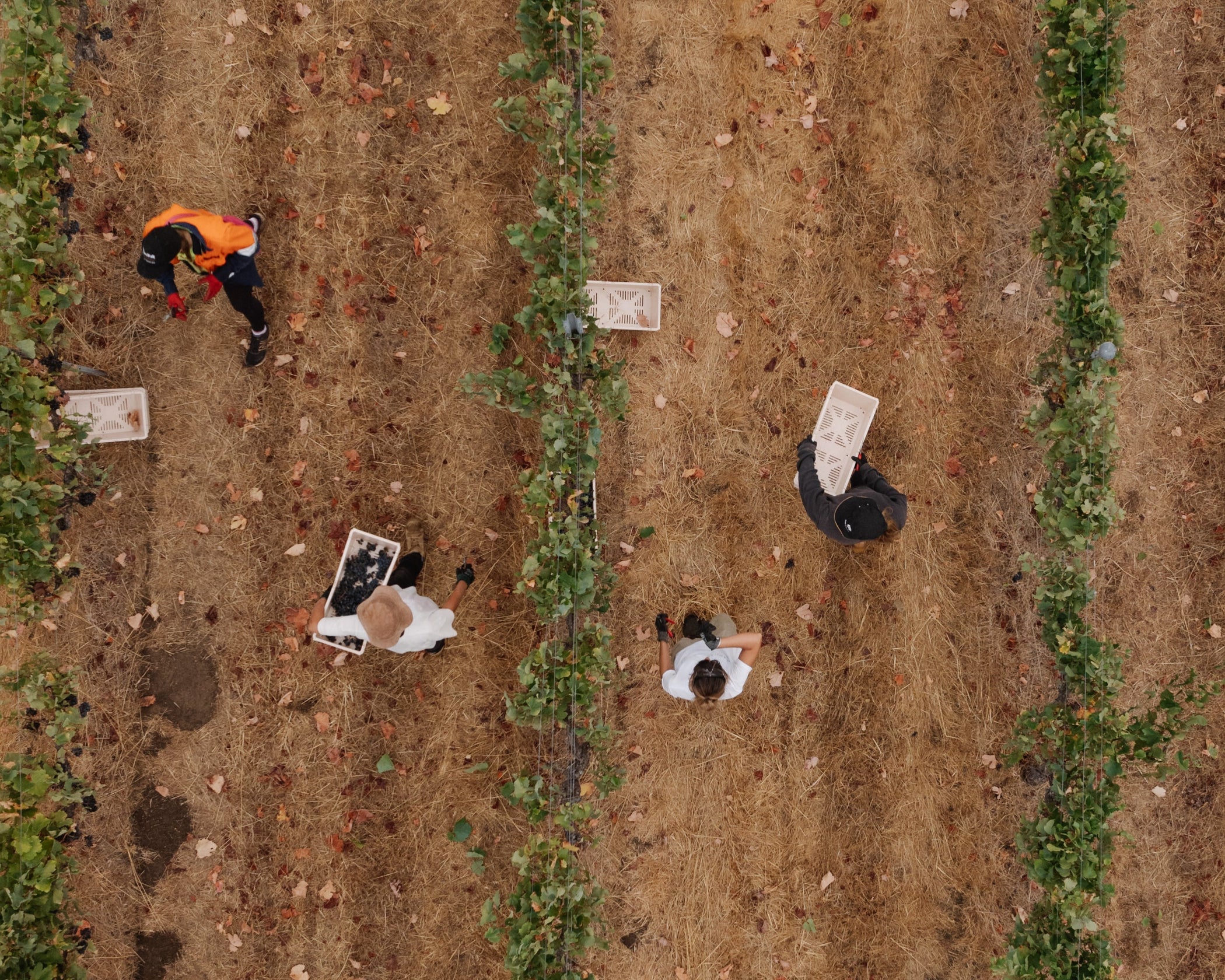 Our Story – Juniper Estate